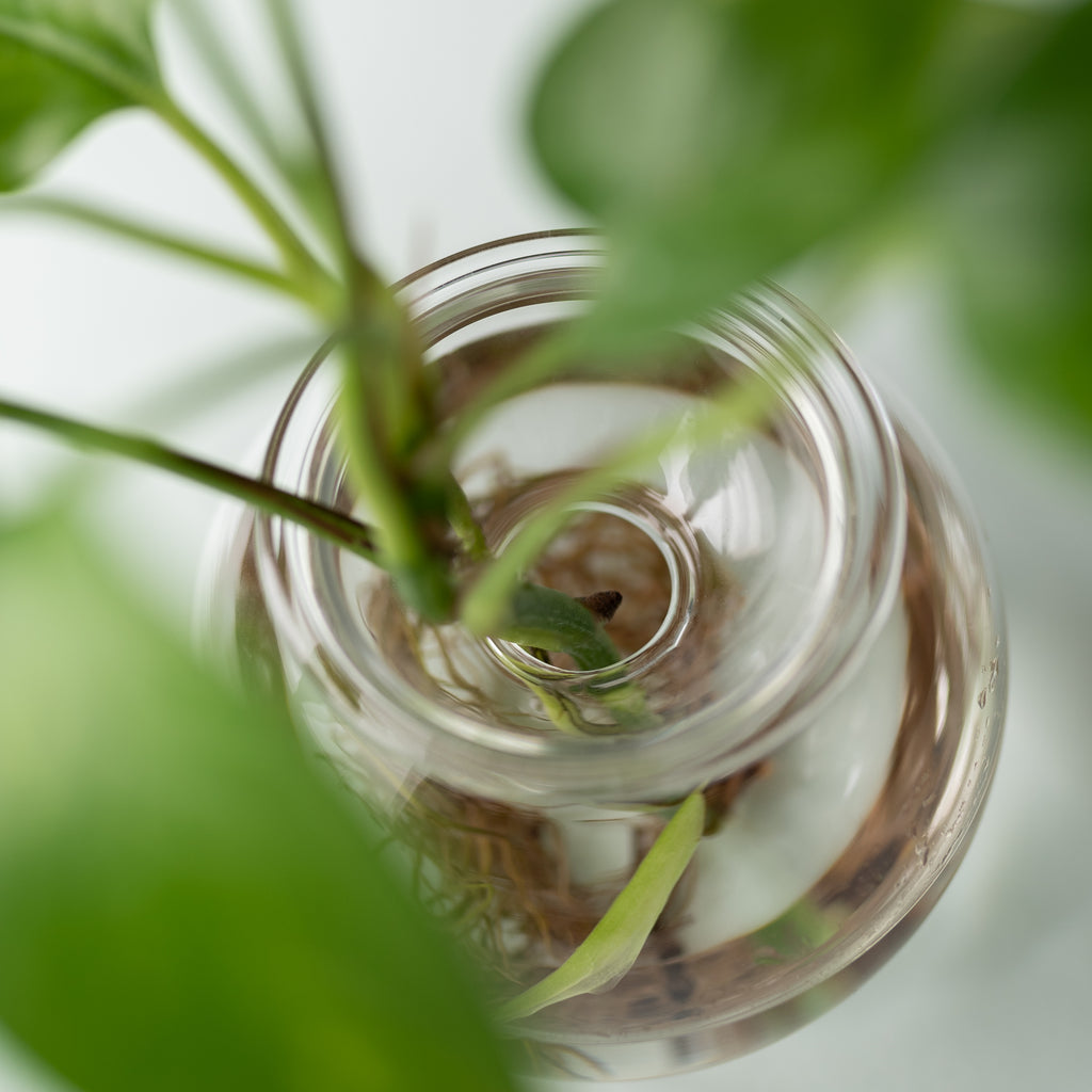 Studio Milligram Bulb Planter 10cm Set of 2