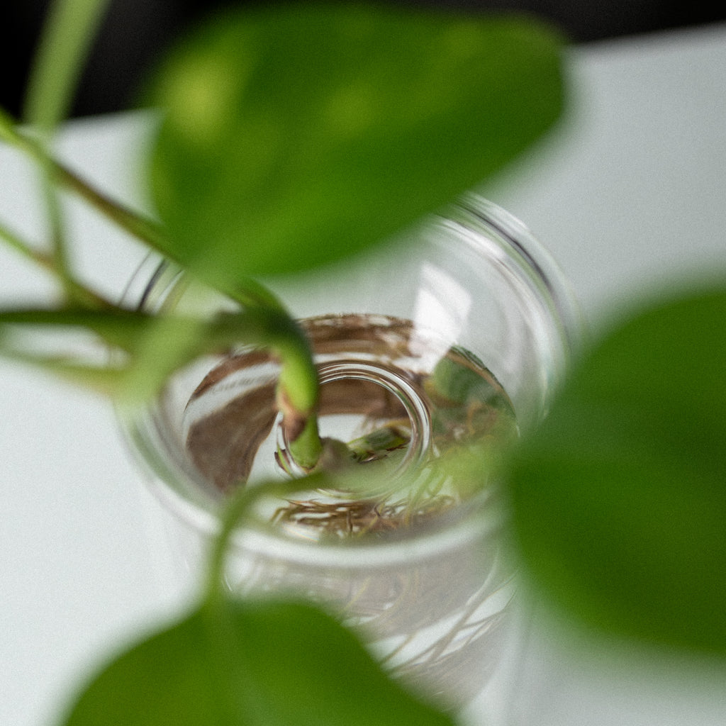 Studio Milligram Propagation Vase Small Set of 2