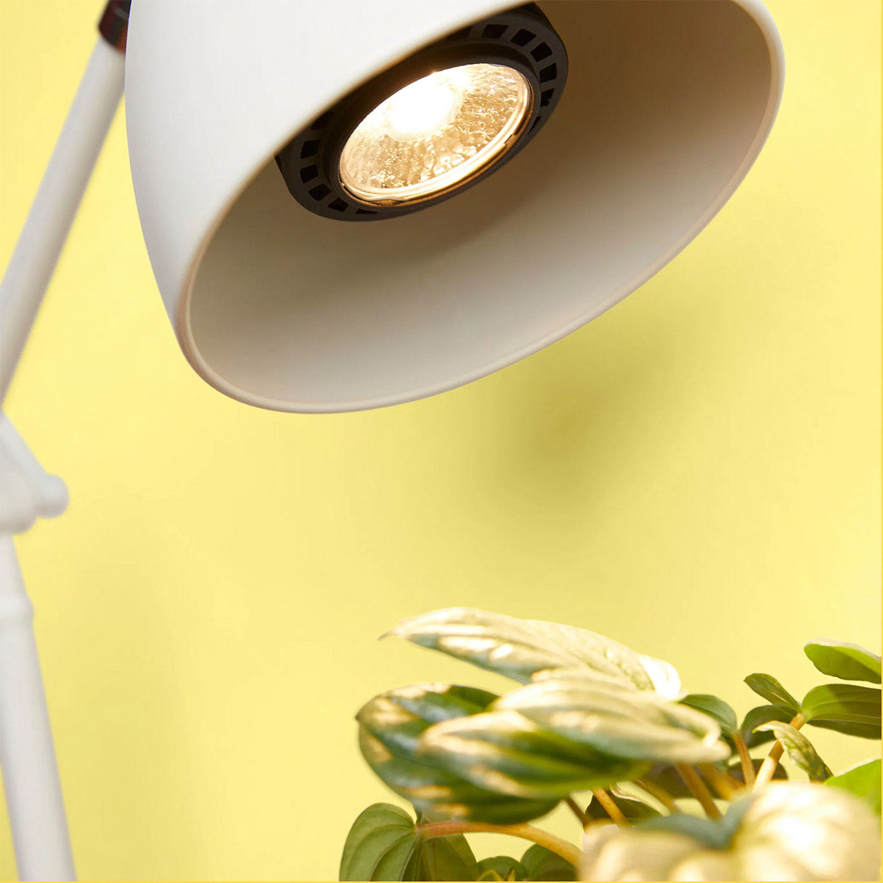 We The Wild Instant Sun Glow Bulb – Milligram